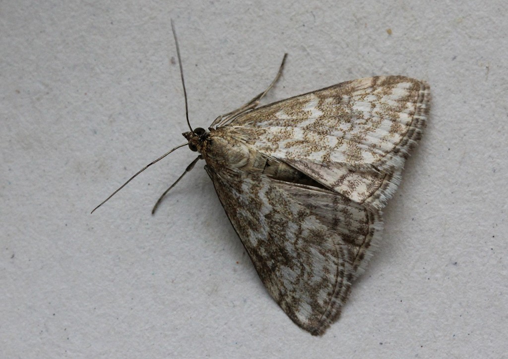 Arter der begynder med 'Trypoxylon ' - Naturbasen