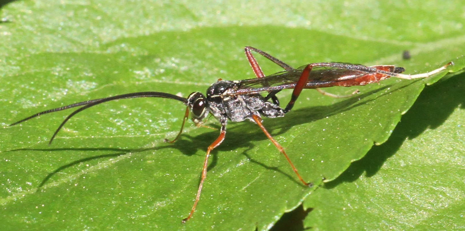 Cryptus armator - Observation NB-2993540 - Naturbasen