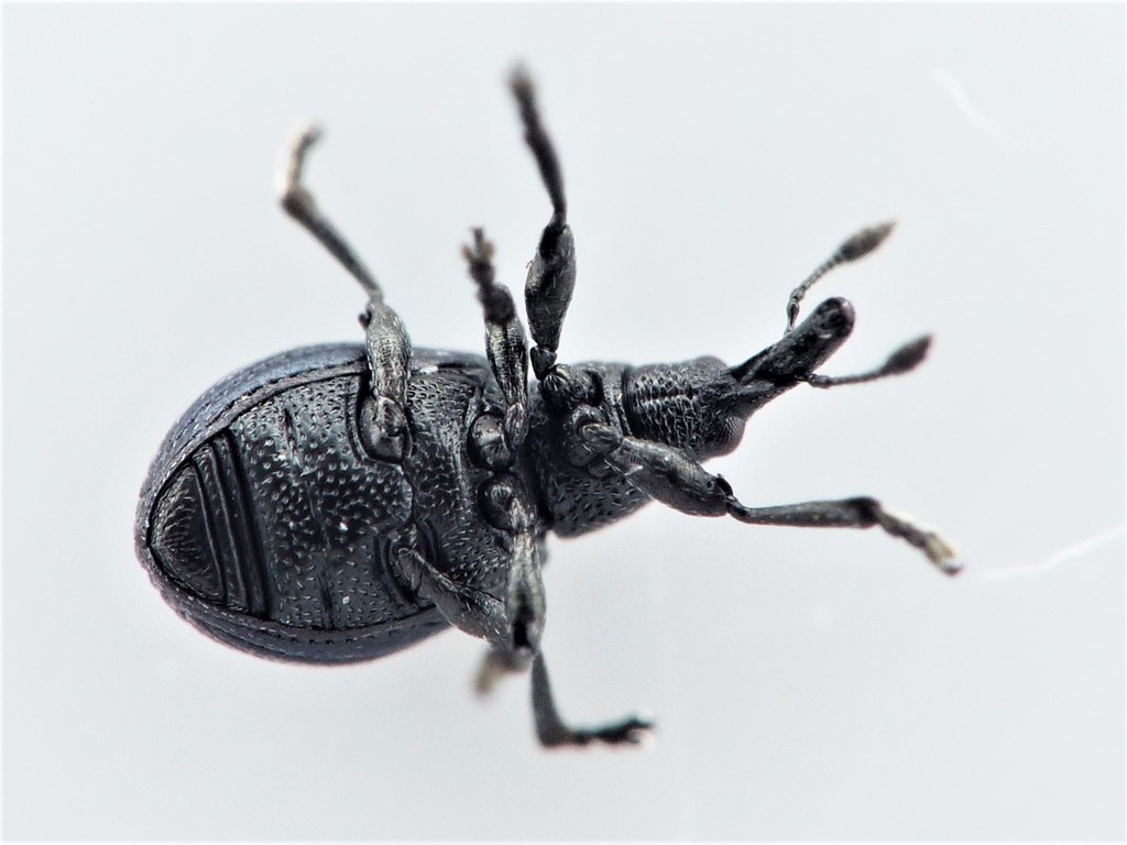 Apion affine (Apion affine) - Naturbasen