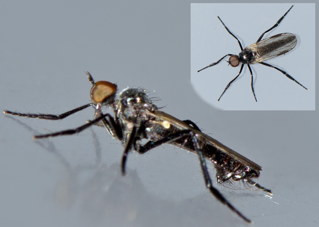 Rhamphomyia tarsata (Rhamphomyia tarsata) - Naturbasen