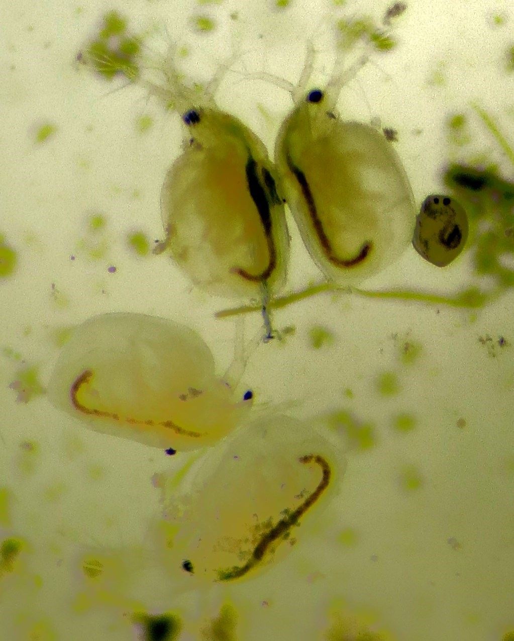 Diplostraca (Diplostraca) - Billeder i Naturbasen