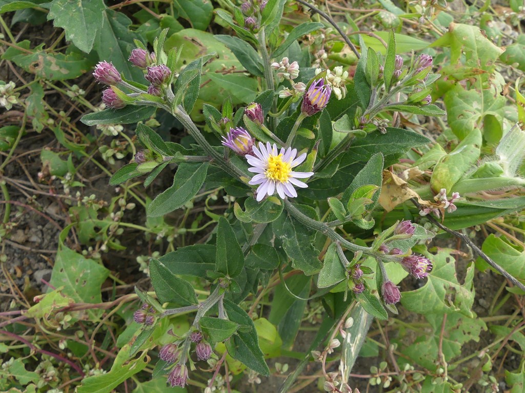 Tatarisk asters (Aster tataricus) - Naturbasen