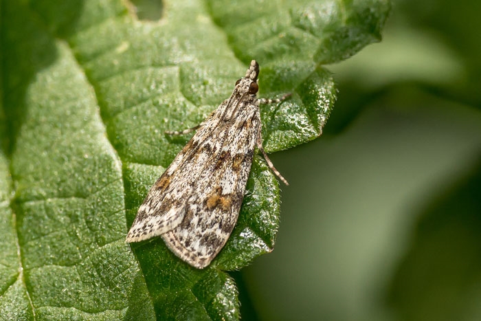 Scoparia sp. - Observation NB-2265477 - Naturbasen