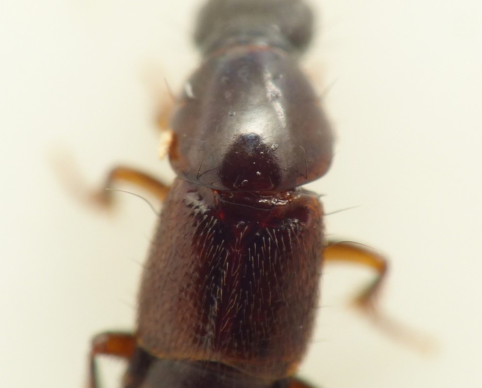 Quedius microps (Quedius microps) - Naturbasen