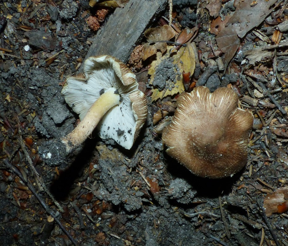 Plettet Trævlhat (Inocybe maculata) - Naturbasen