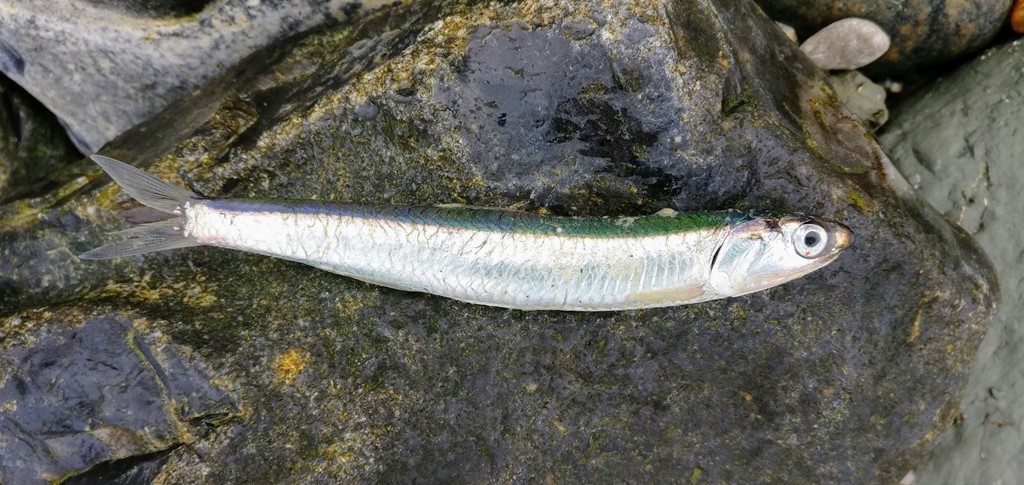 Ansjos (Engraulis encrasicolus) - Naturbasen