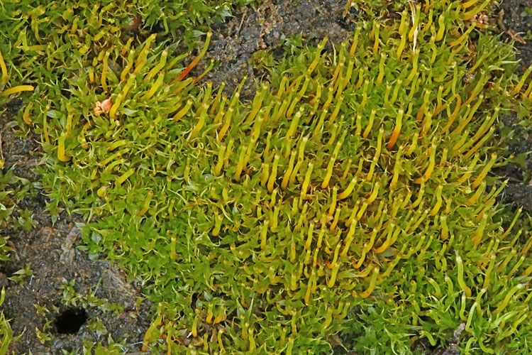 Pære-Møgmos (Splachnum ampullaceum) - Naturbasen