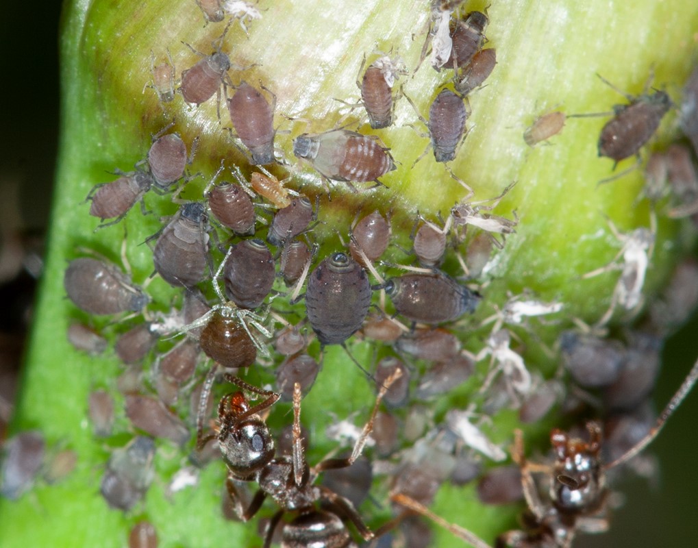 Arter der begynder med 'Anthonomus ' - Naturbasen
