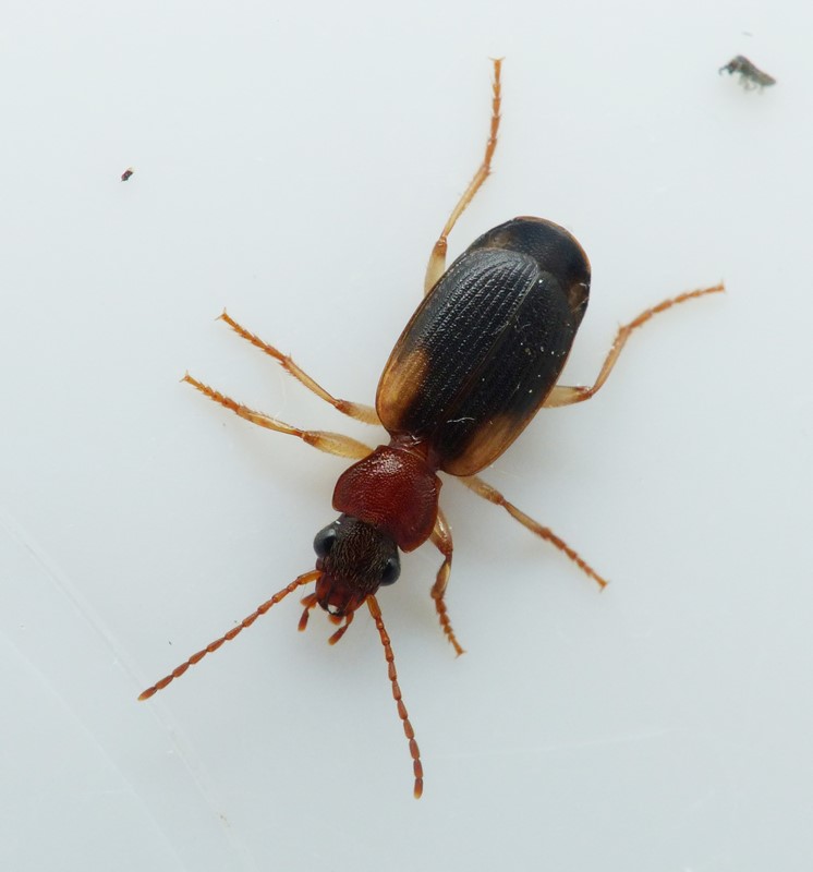 Smalbrystet Hedeløber (Cymindis angularis) - Naturbasen