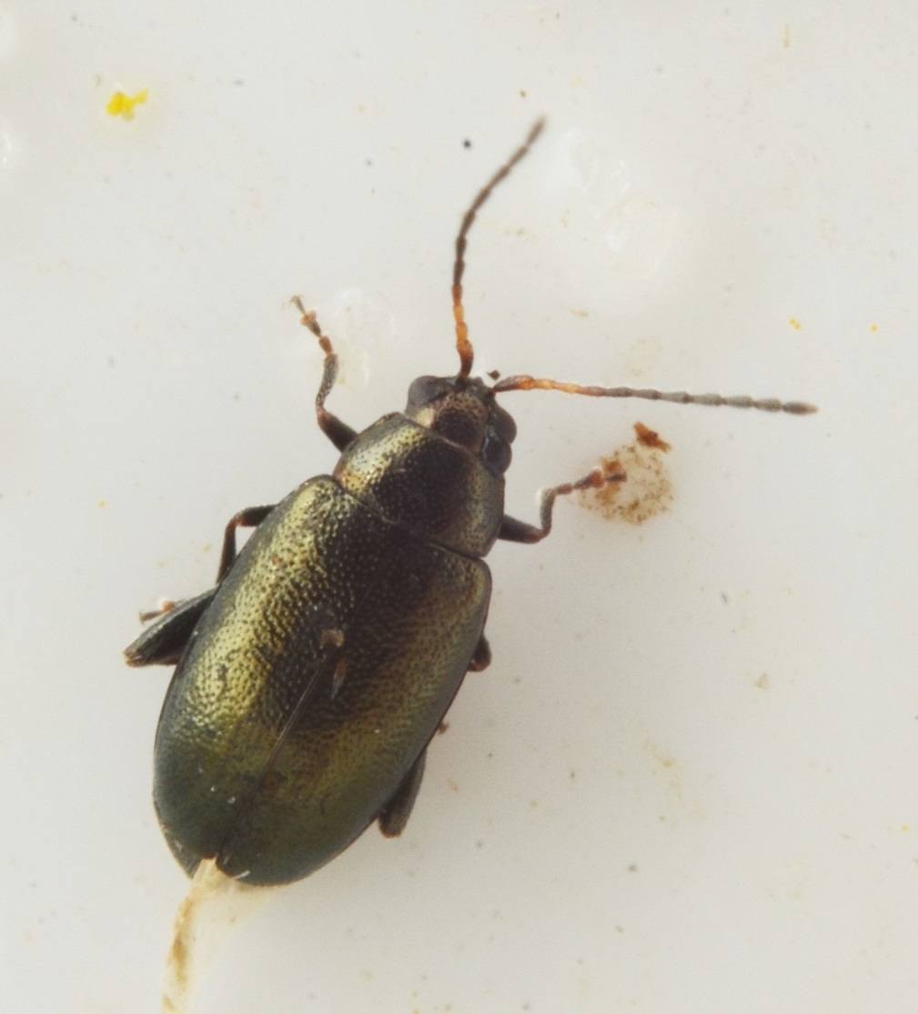 Phyllotreta cruciferae (Phyllotreta cruciferae) - Naturbasen