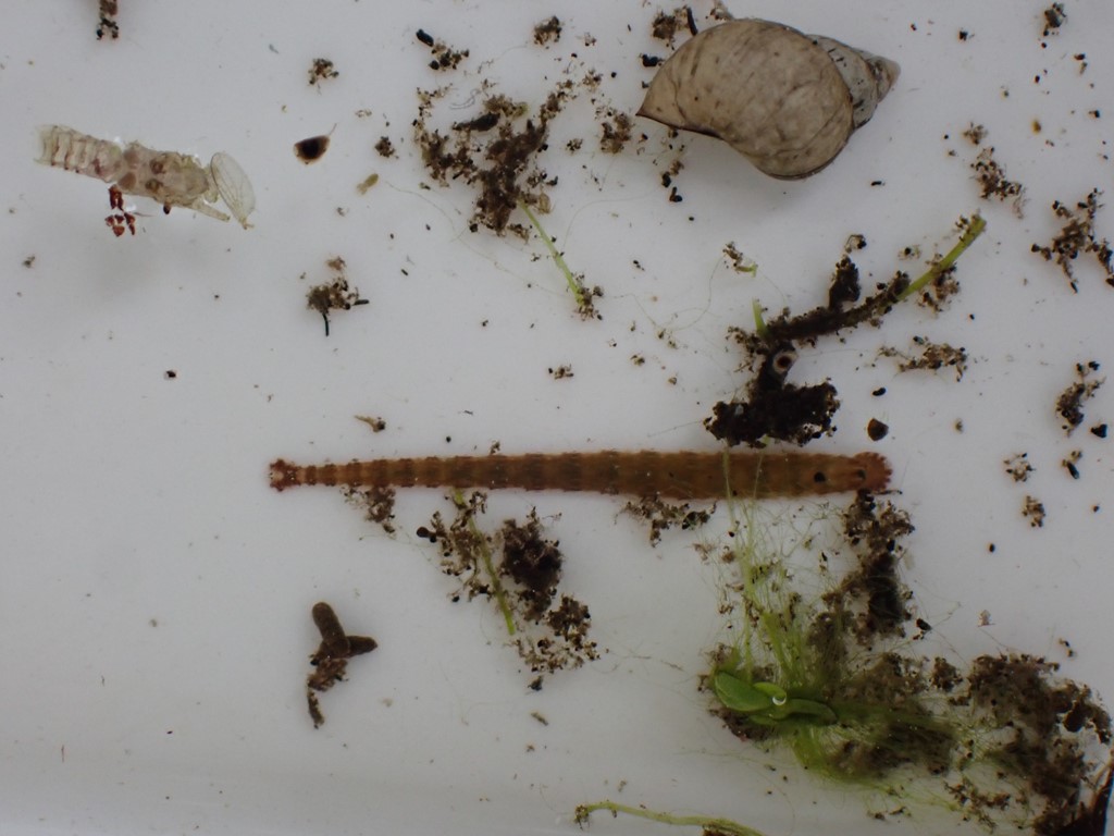 Blodsugende Bruskigle (Hemiclepsis marginata) - Naturbasen