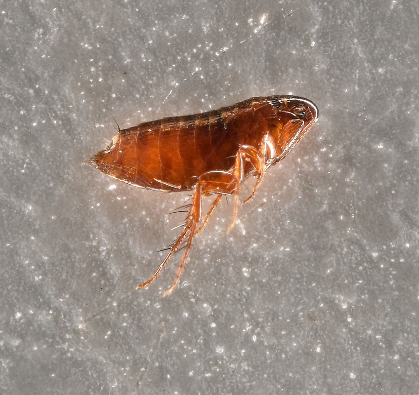 Megabothris turbidus (Megabothris turbidus) - Naturbasen