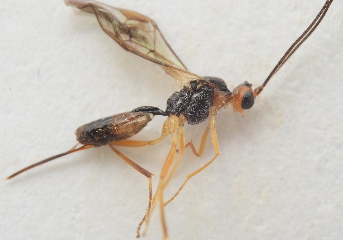 Meteorus ictericus (Meteorus ictericus) - Naturbasen