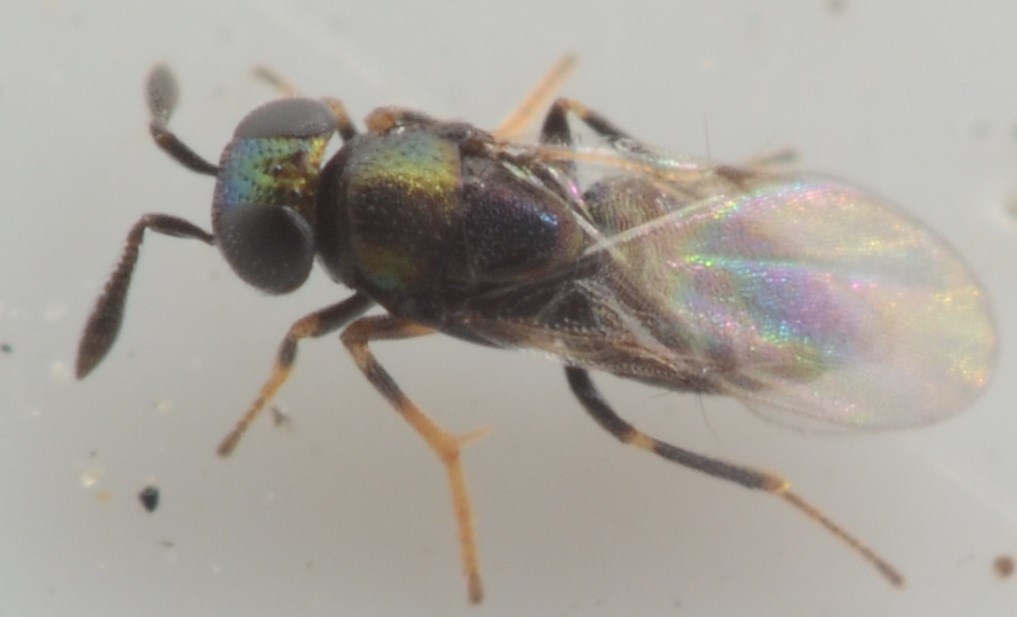 Tyndarichus scaurus (Tyndarichus scaurus) - Naturbasen