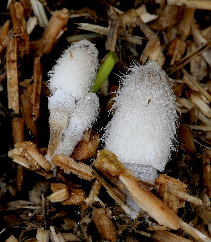 Lille Gødnings-Blækhat (Coprinopsis radiata) - Naturbasen