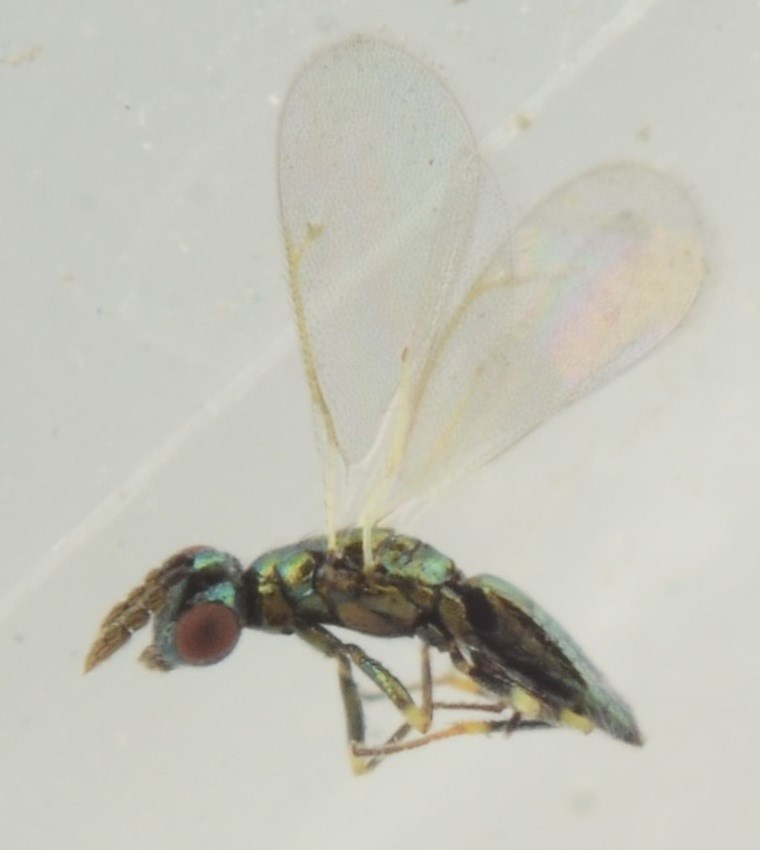 Diglyphus isaea (Diglyphus isaea) - Naturbasen