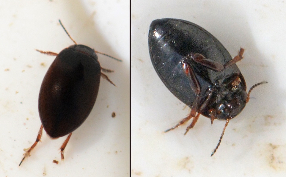 Hydroporus nigrita (Hydroporus nigrita) - Naturbasen