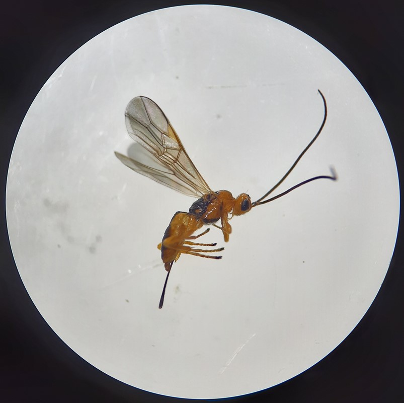 Bracon fulvipes (Bracon fulvipes) - Naturbasen