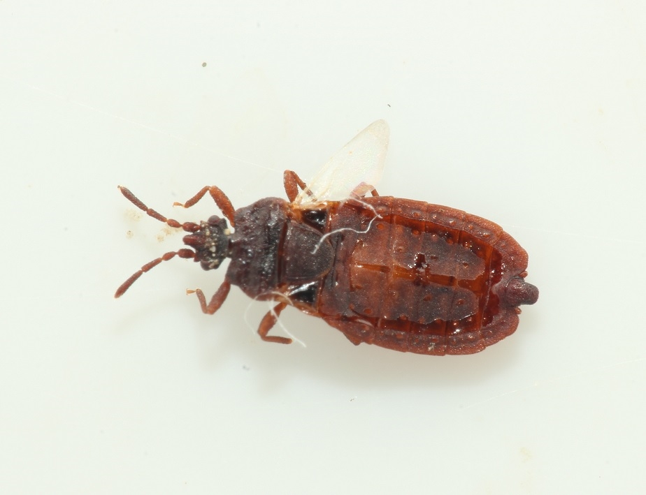 Arter der begynder med 'Medetera ' - Naturbasen