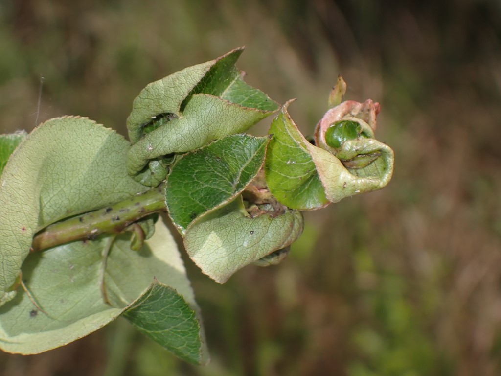 Rød Pærebladlus (Dysaphis pyri) - Naturbasen