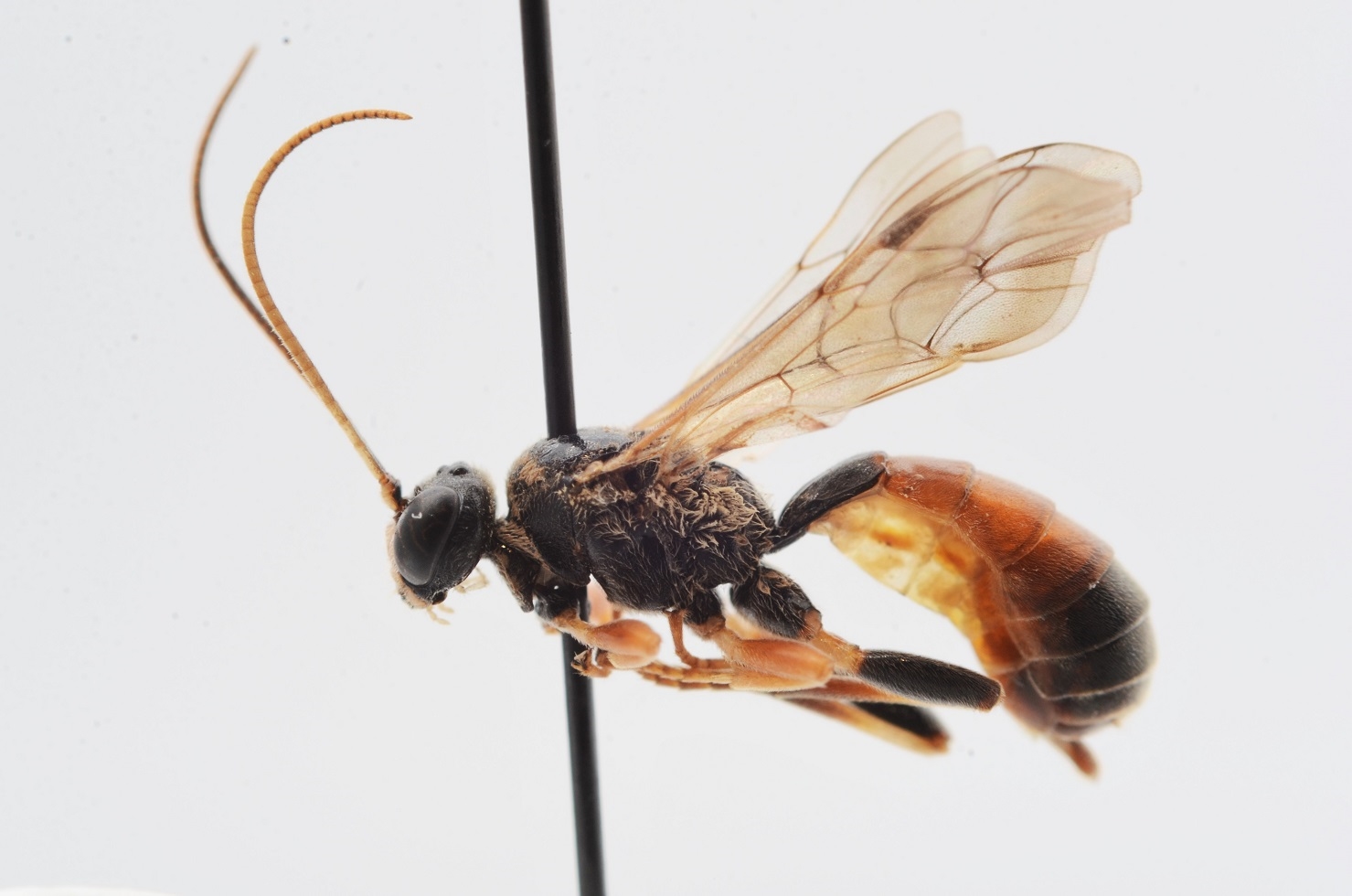 Tryphon trochanteratus (Tryphon trochanteratus) - Naturbasen