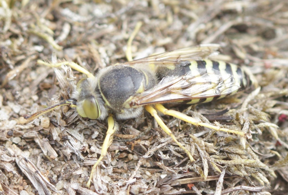 Bembix rostrata - Observation NB-3106643 - Naturbasen