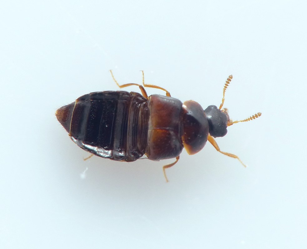 Encephalus complicans (Encephalus complicans) - Naturbasen