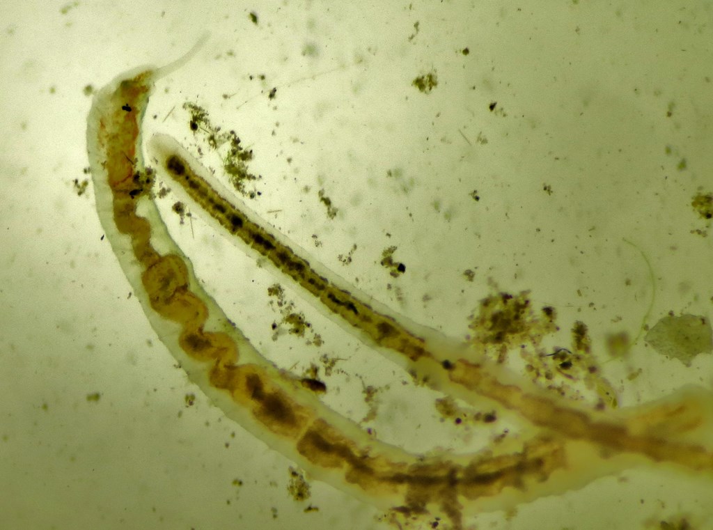 Stylaria lacustris (Stylaria lacustris) - Naturbasen