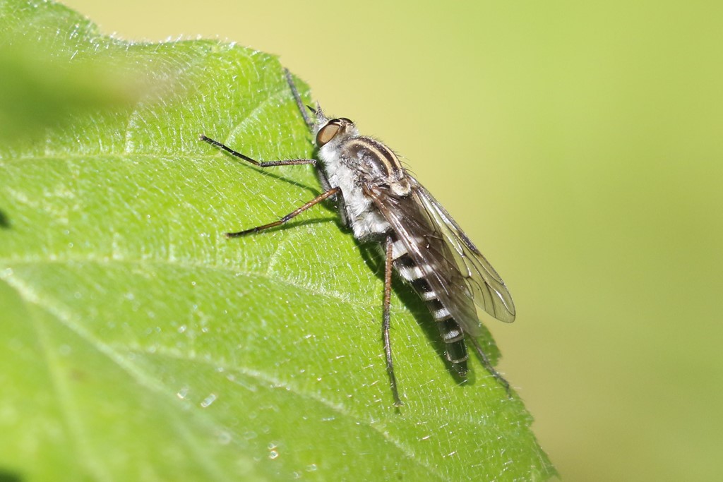 Thereva microcephala (Thereva microcephala) - Naturbasen