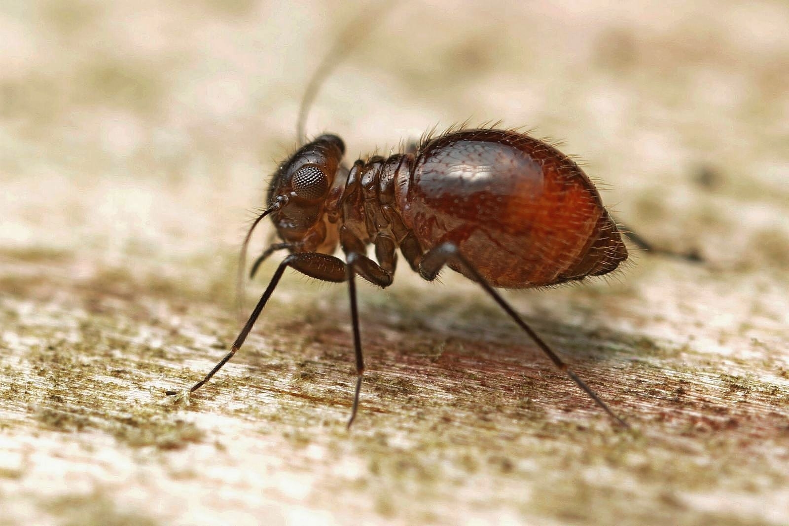 Dyreriget (Animalia) - Naturbasen - Danmarks Artsportal