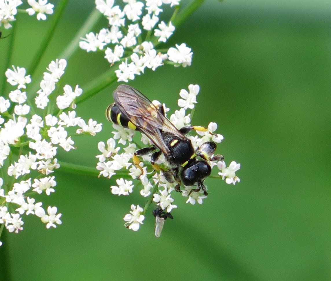 Crabro cribrarius - Observation NB-2037111 - Naturbasen