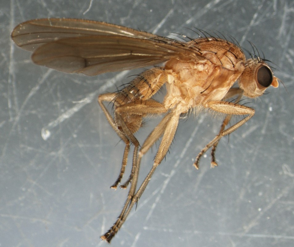 Suillia pallida (Suillia pallida) - Naturbasen