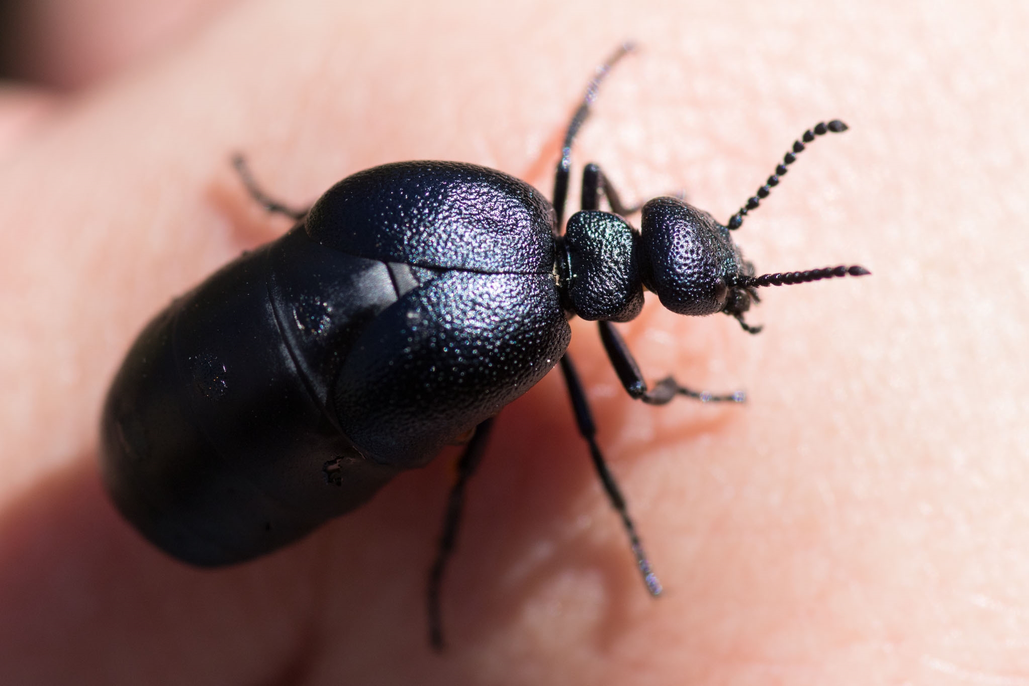 Korthalset Oliebille (Meloe brevicollis) - Naturbasen