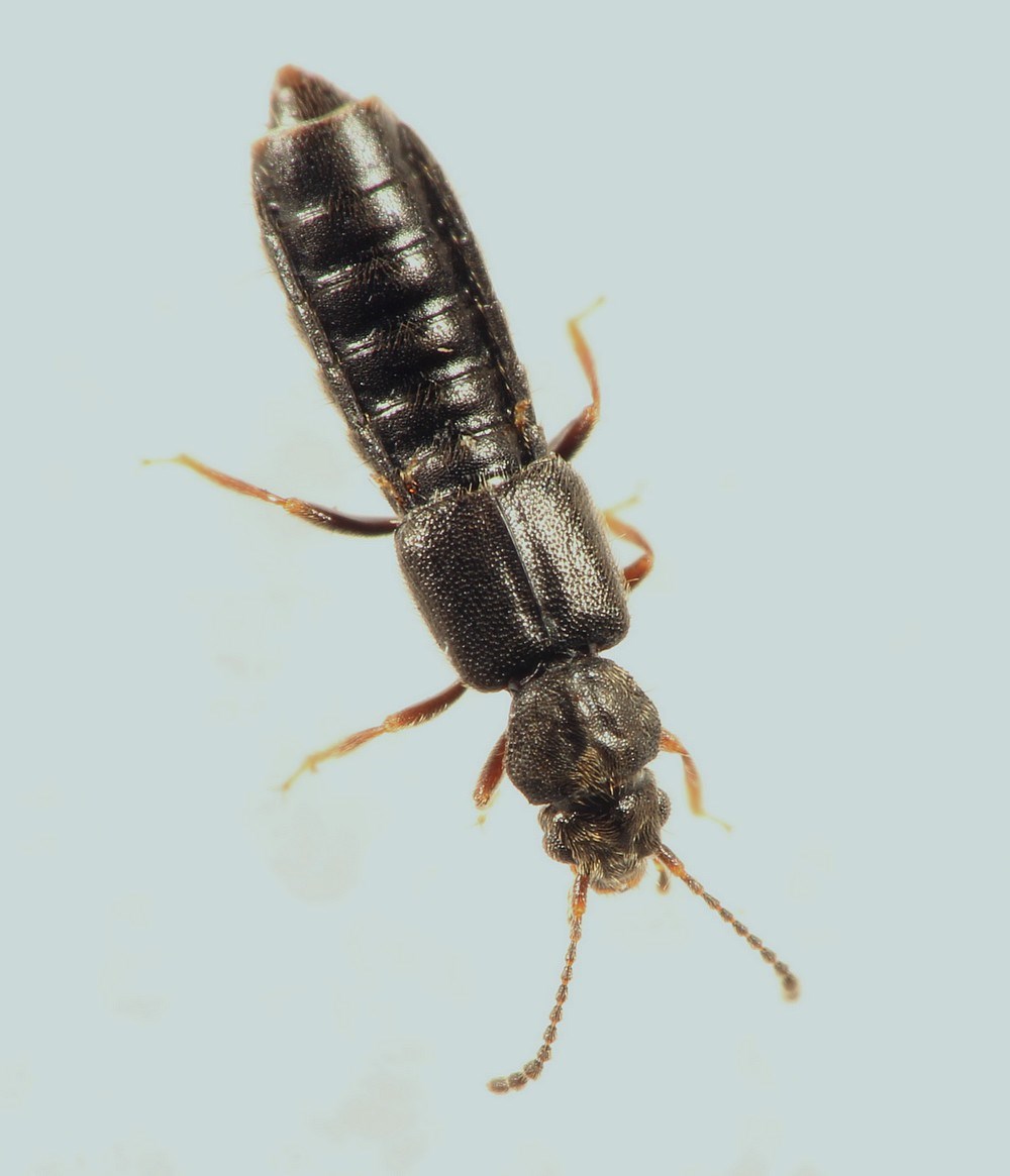 Carpelimus bilineatus - Observation NB-1801246 - Naturbasen