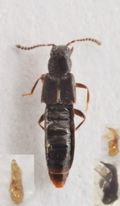 Halobrecta Puncticeps (Halobrecta algae) - Naturbasen