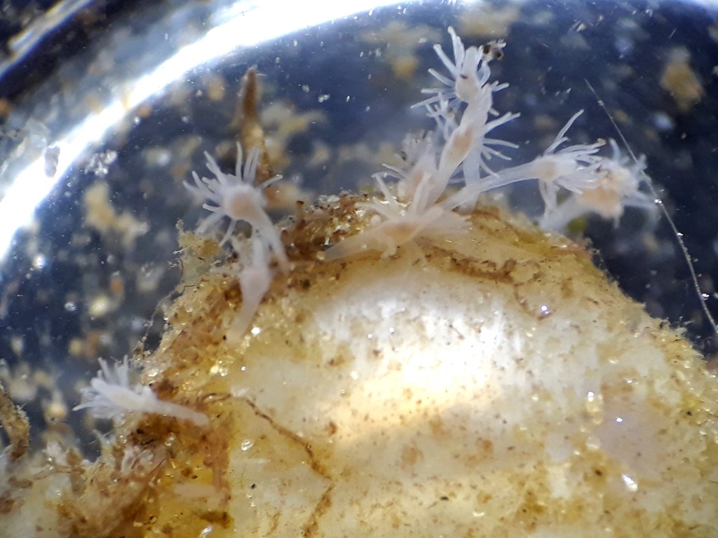 Køllepolyp (Clava multicornis) - Naturbasen