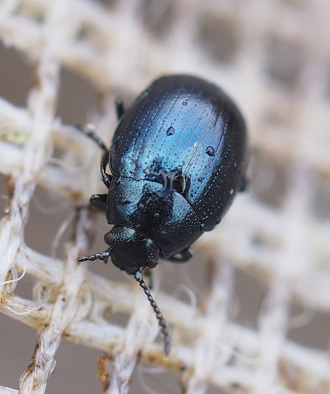 Phaedon concinnus (Phaedon concinnus) - Naturbasen