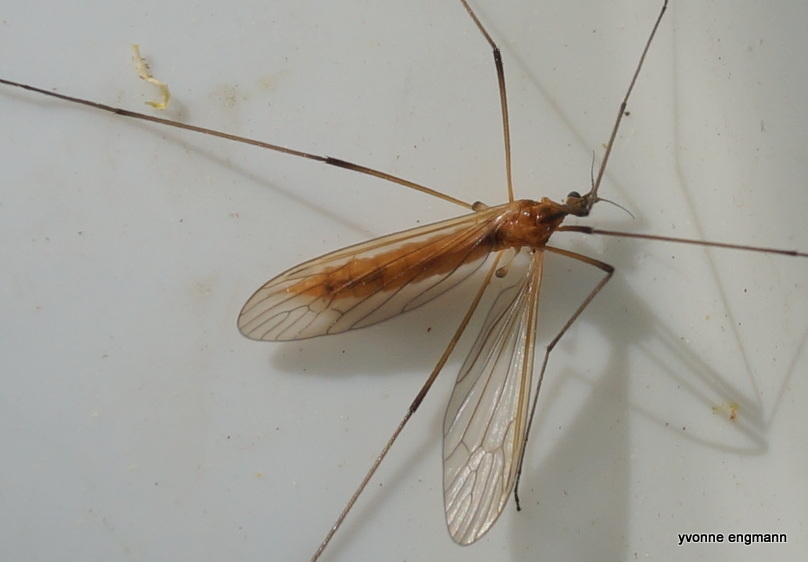 Euphylidorea lineola (Euphylidorea lineola) - Naturbasen