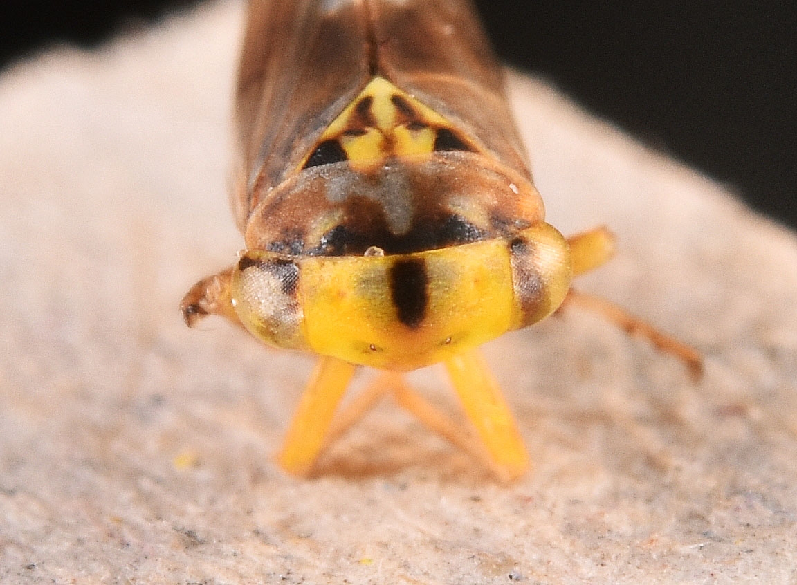 Metidiocerus elegans (Metidiocerus elegans) - Naturbasen