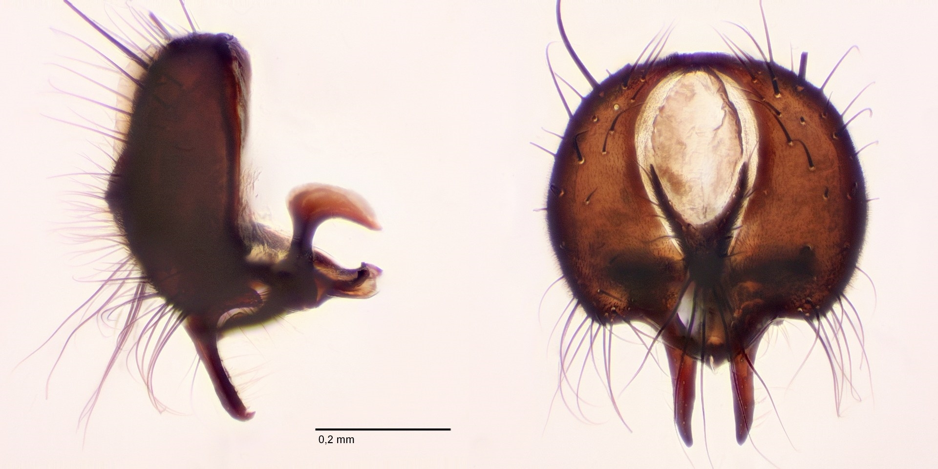 Fannia difficilis (Fannia difficilis) - Naturbasen