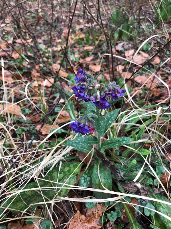 Storbladet Lungeurt (Pulmonaria saccharata) - Naturbasen
