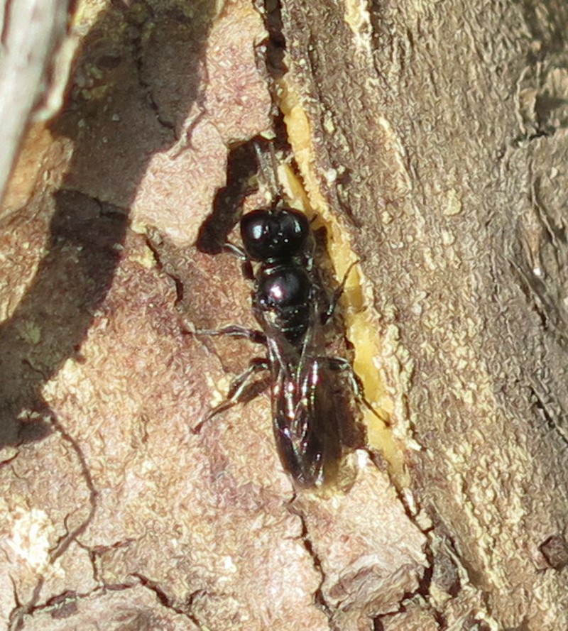 Crossocerus sp. - Observation NB-2169867 - Naturbasen