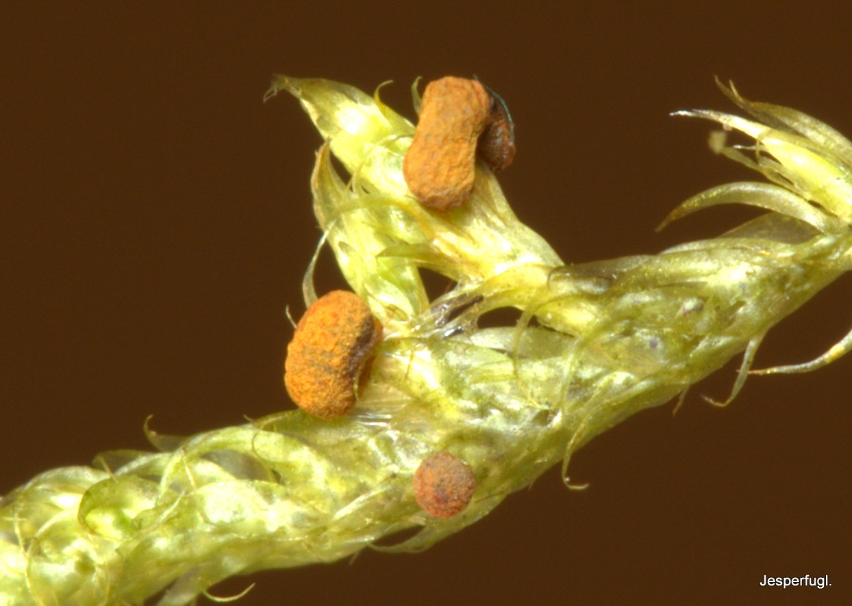 Fuligo muscorum (Fuligo muscorum) - Naturbasen