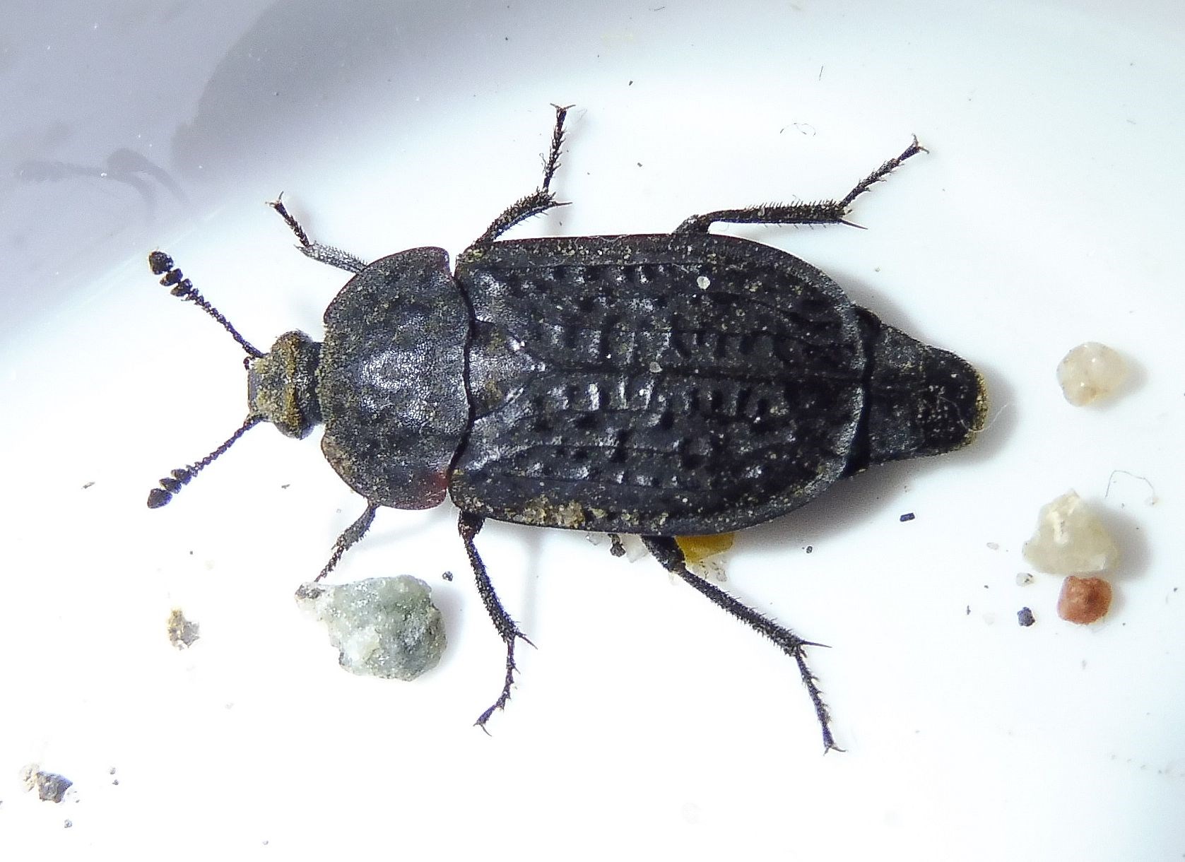 Rynket Ådselbille (Thanatophilus rugosus) - Naturbasen