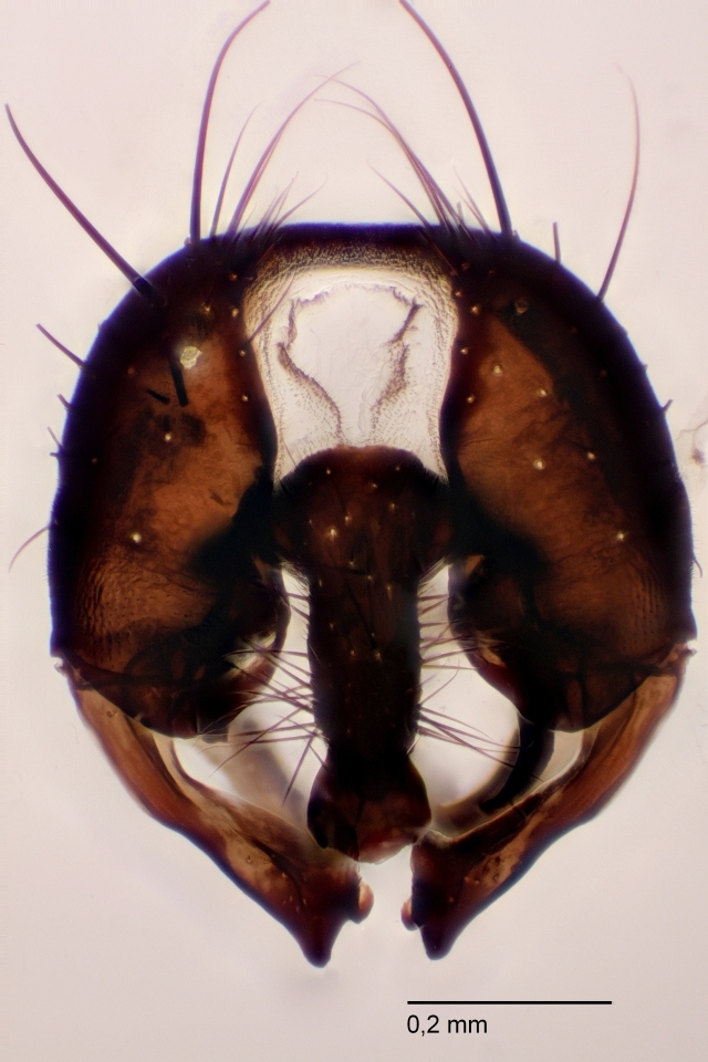 Arter der begynder med 'Eupithecia ' - Naturbasen