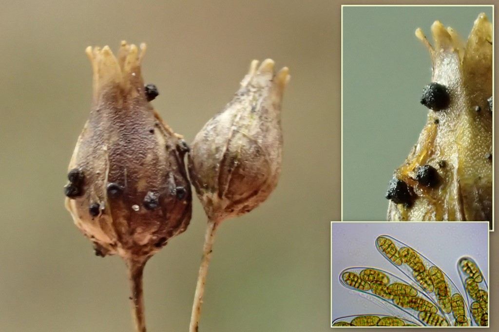 Pleospora herbarum (Pleospora herbarum) - Naturbasen