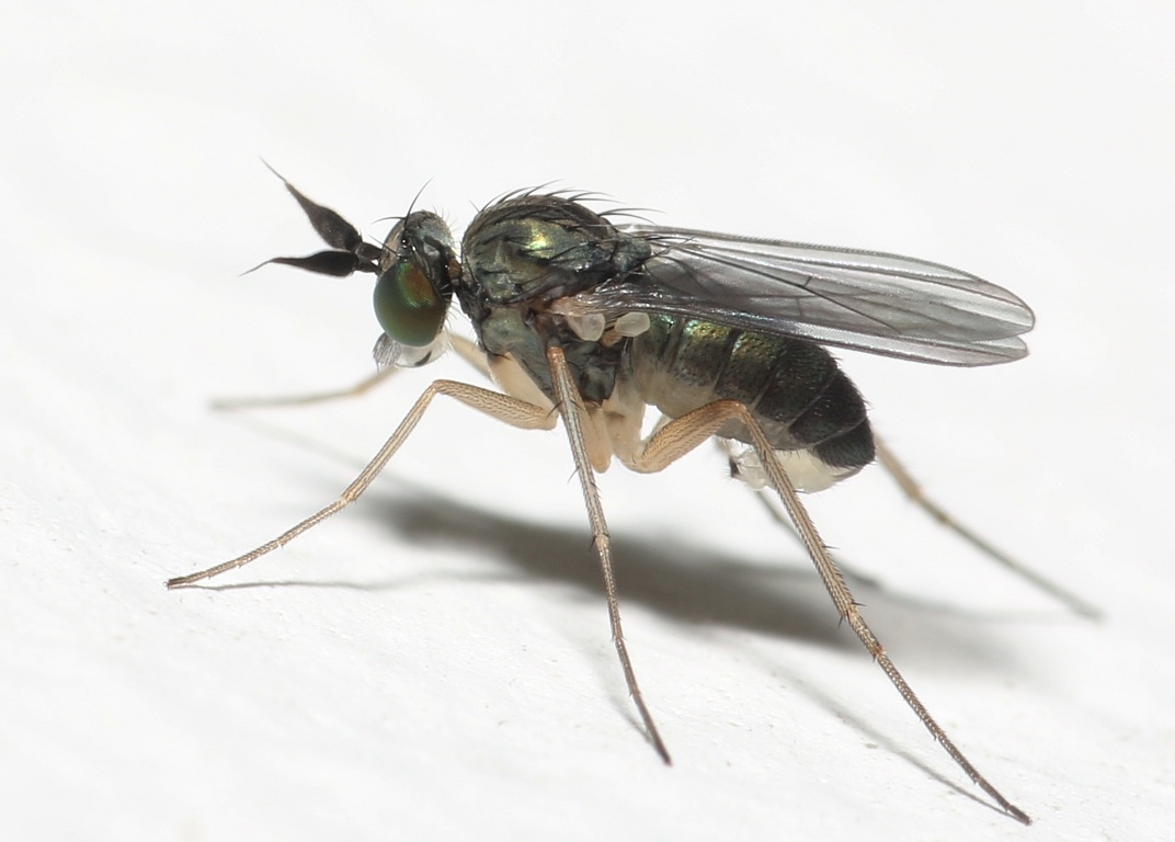 Systenus leucurus (Systenus leucurus) - Naturbasen