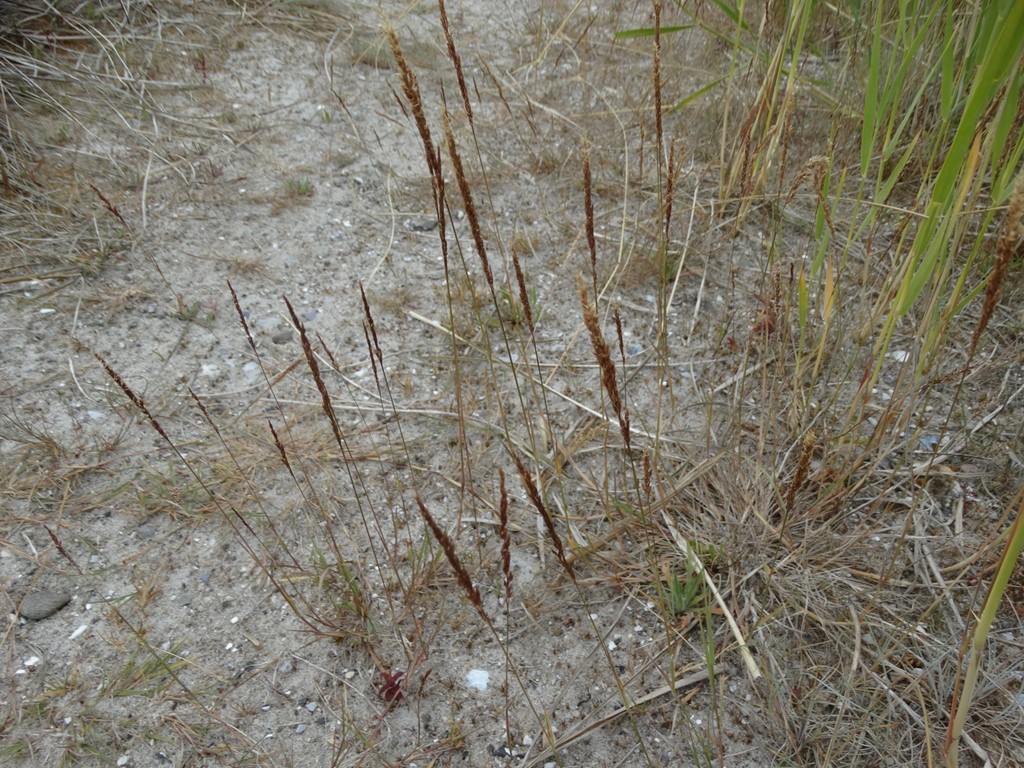 Kryb-Hvene - Observation NB-2694972 - Naturbasen