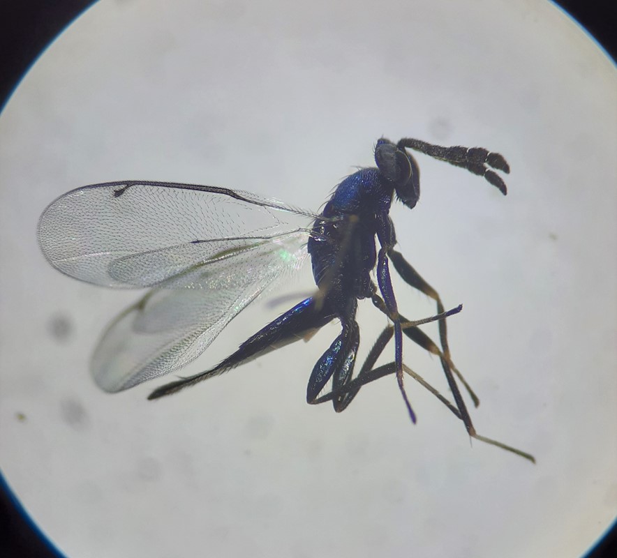 Sympiesis sericeicornis - Observation NB-3321745 - Naturbasen