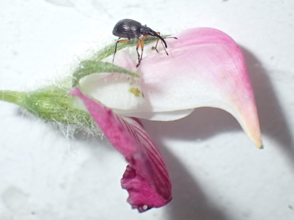 Apion ononidis (Apion ononidis) - Naturbasen